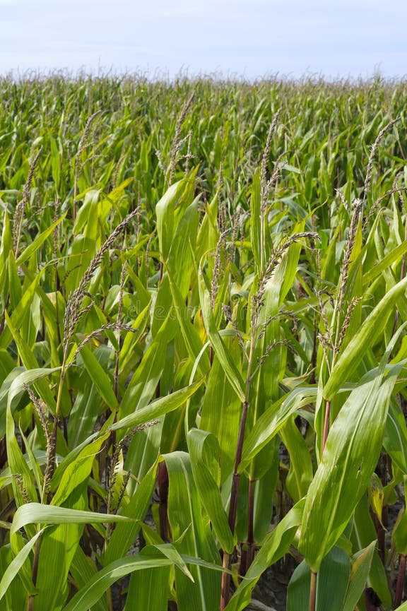 Corn Field with almost Ripe Corn Under a Blue Sky Stock Photo - Image of corn, blue: 293248036