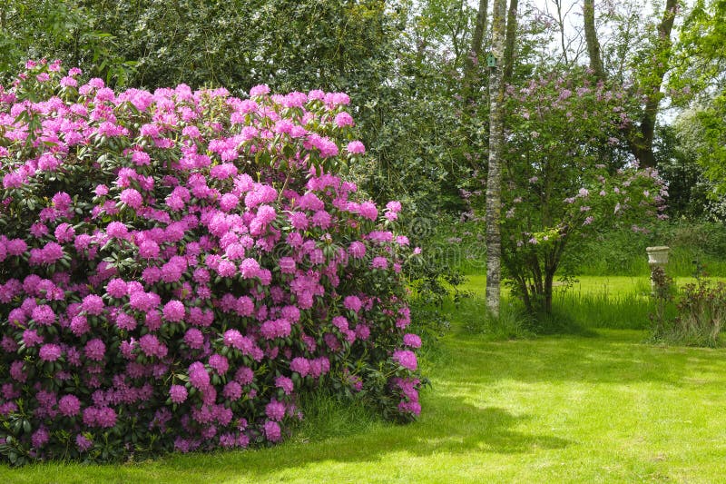 Blooming Pink Rhododendron Shrub in a Park in Springtime Stock Image ...