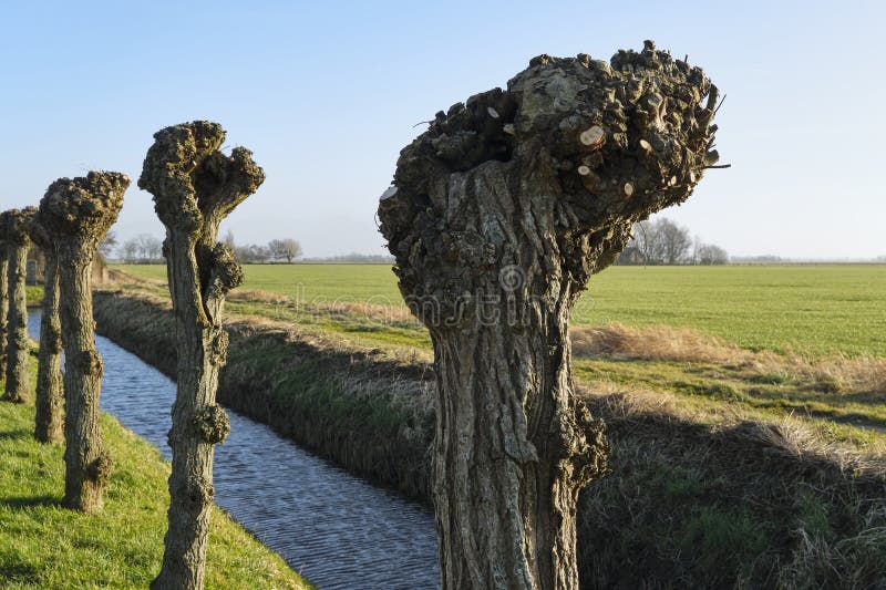 A Row of Pruned Pollard Willows in Early Spring Stock Image - Image of ...