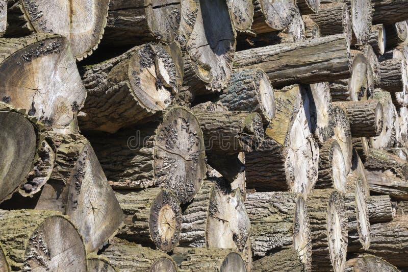 Tree Trunks Next To a Biomass Energy Station Stock Image - Image of ...