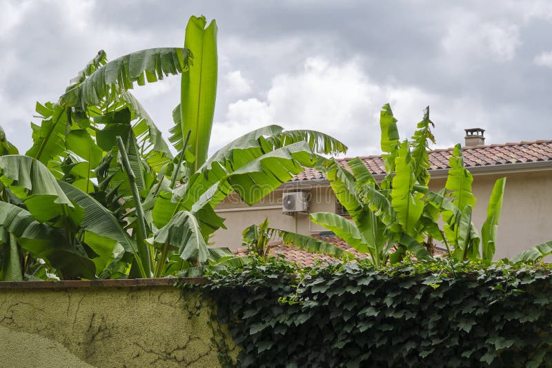 Banana Plants in the Garden of a New-build House in Traditional Style ...