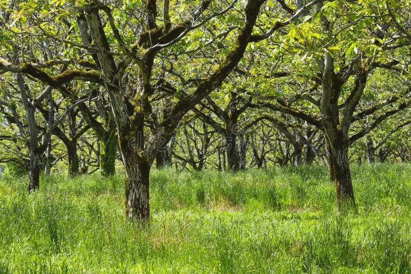 Walnut Trees in Summer in Southern France Stock Photo - Image of ...