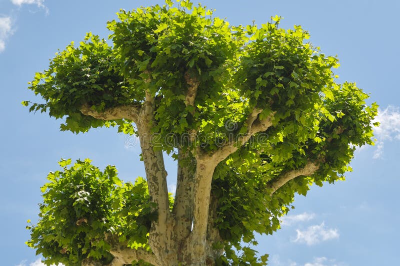 A Plane Tree Providing Shade in Southern France Stock Photo - Image of ...