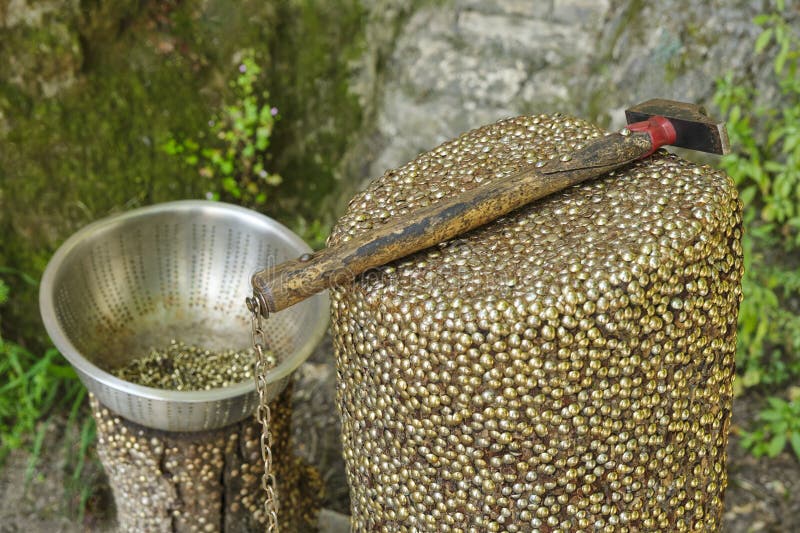 Nails in a Tree Trunk for Pilgrim Trip Protection in Rocamadour Stock ...