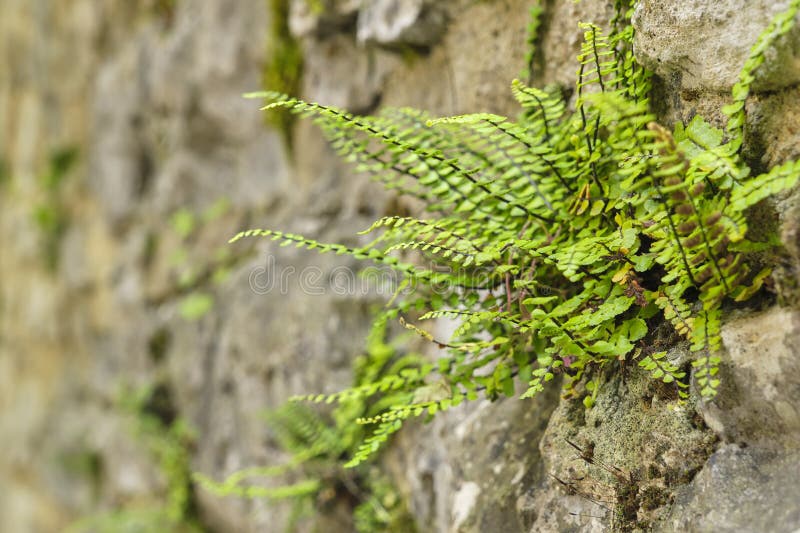 Closeup Small Green Fern Old Weathered Natural Stone Wall Stock Photos ...