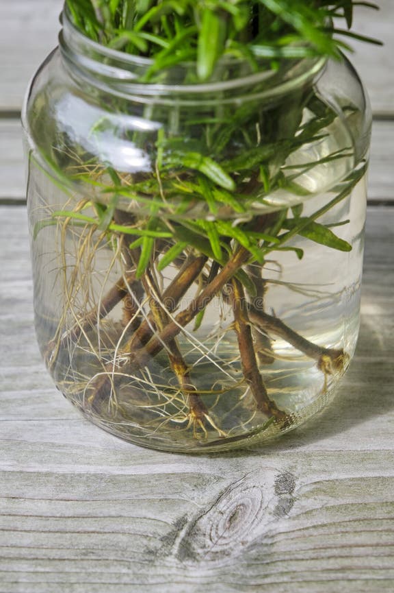 Closeup of Rooting Rosemary Cuttings in a Glass Jar with Water Stock ...
