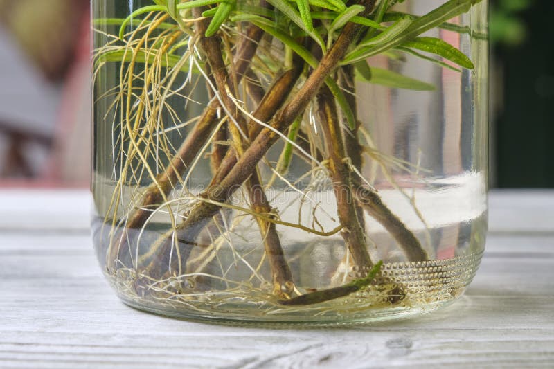 Closeup Rooting Rosemary Cuttings Glass Jar Water Stock Photos - Free ...