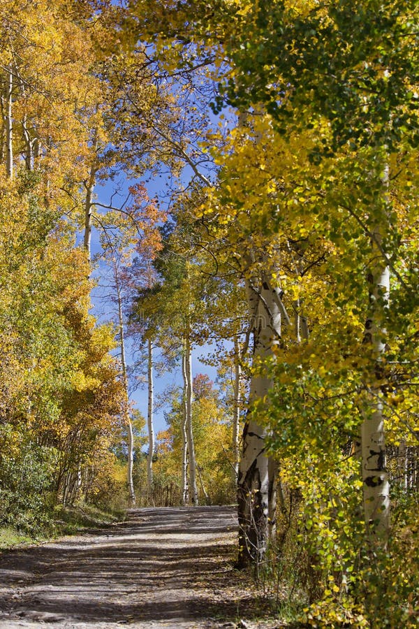 Back Road in the Western Rockies Stock Photo - Image of road, back ...