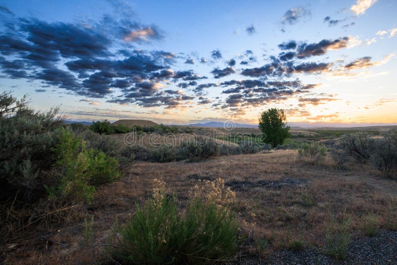 Rabbit Brush on June 20th stock photo. Image of tank - 323689602