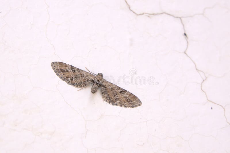 Taupe moth stock image. Image of life, insects, grey - 242656387