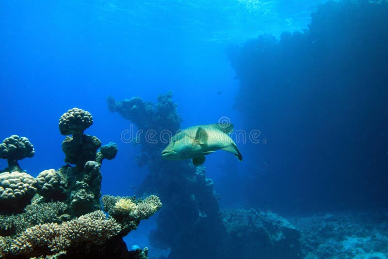 Duża Napoleon Ryba W Koralach Obraz Stock - Obraz złożonej z podwodny ...