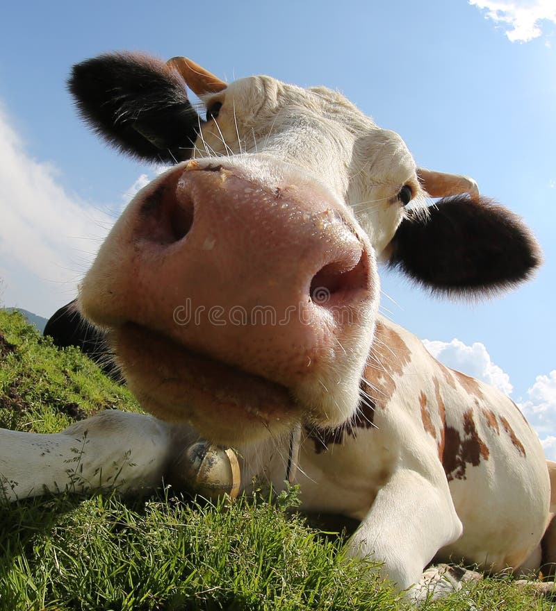 Duży nos obraz stock. Obraz złożonej z dziwaczny, tekstura - 23795573