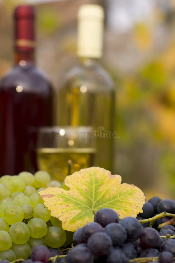 Du raisin au vin image stock. Image du composition, normal - 11407903