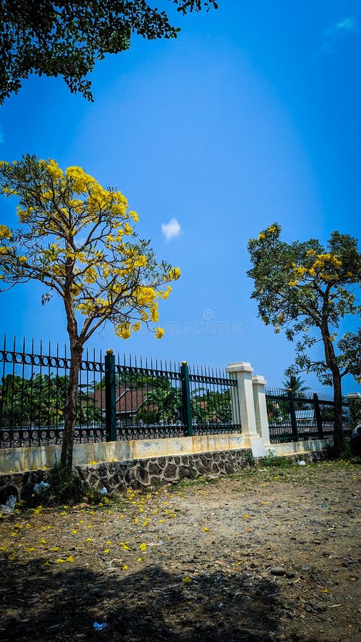 Pohon Kemuning Stock Photos - Free & Royalty-Free Stock Photos from ...