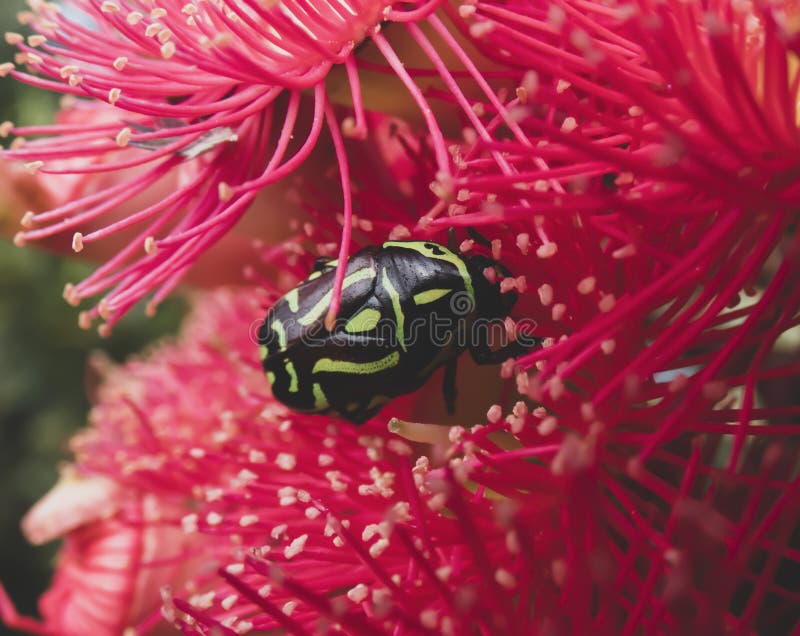 Small Patterns in Nature stock image. Image of symmetrical - 206978989