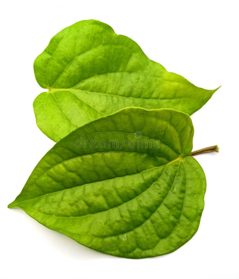 597 Dual Leaf Stock Photos - Free & Royalty-Free Stock Photos from ...