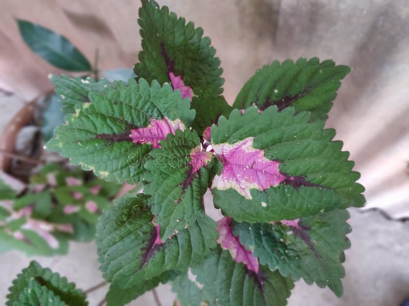 Dual color leaf stock image. Image of plant, leaf, color - 129997363