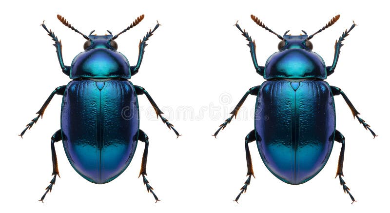 Dual Insecta: Metallic Blue Beetles Isolated on a White Studio ...