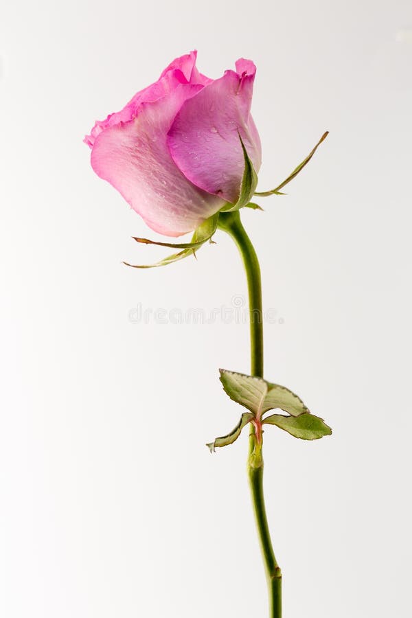 Dual Pink Rose Studio Photo with White Background Stock Photo - Image ...