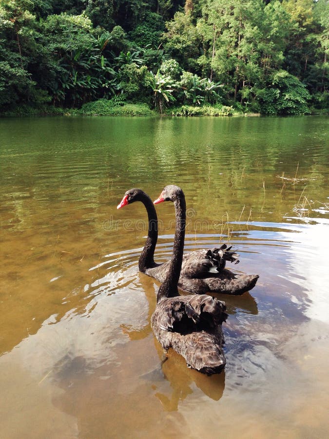 Dual swans stock photo. Image of oung, pang, black, swans - 46151586