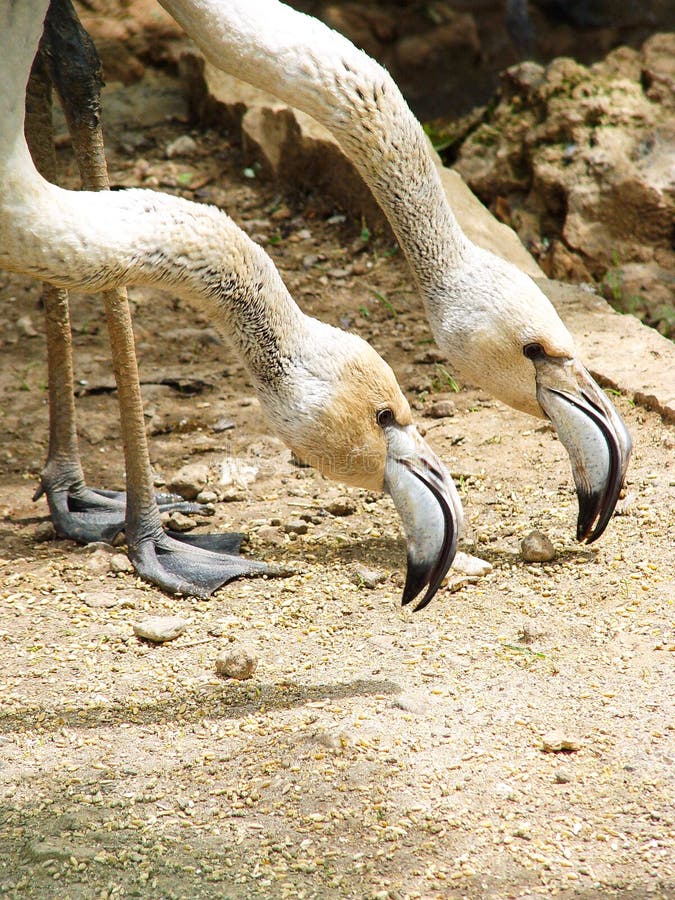 Dual Synchronous Dance of Two Flamingos Stock Photo - Image of summer ...