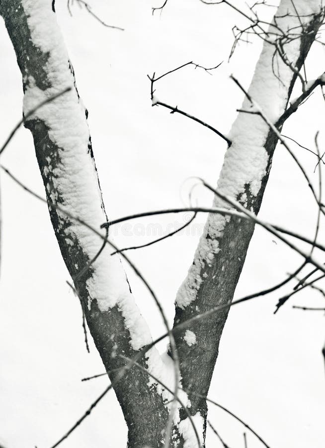 Dual tree stock photo. Image of fragment, body, latent - 84685934