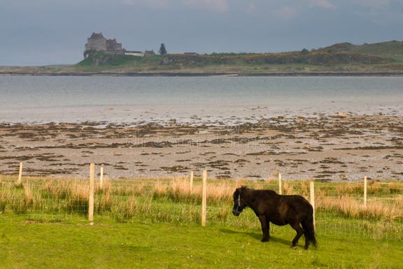 Duart castle stock photo. Image of black, coastline, coast - 6352590