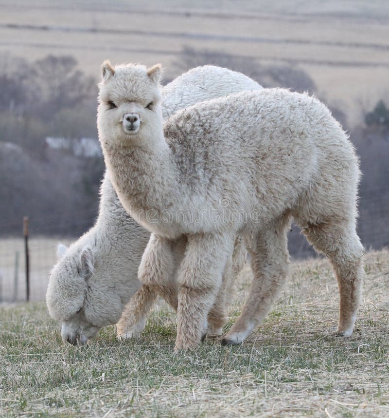 Duas alpacas em um pasto foto de stock. Imagem de alpacas - 40522176
