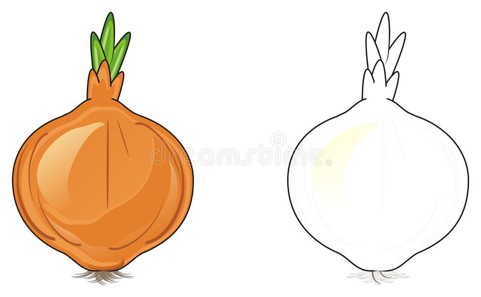 Duas cebolas diferentes ilustração stock. Ilustração de cozinheiro ...