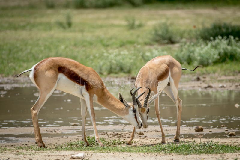 Duas Gazelas Que Lutam No Kalagadi Foto de Stock - Imagem de fauna ...