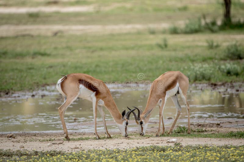 Duas Gazelas Que Lutam No Kalagadi Foto de Stock - Imagem de fauna ...