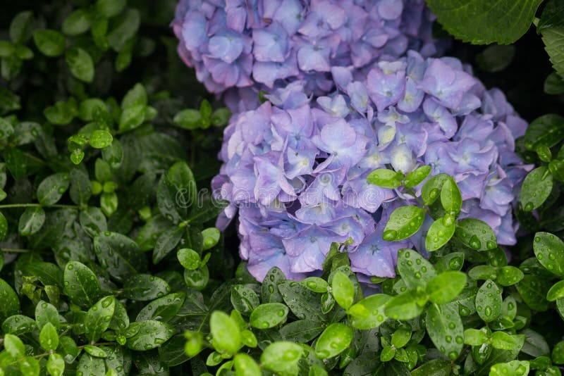 Hortênsias Azuis Na Flor No Parque Foto de Stock - Imagem de exterior ...