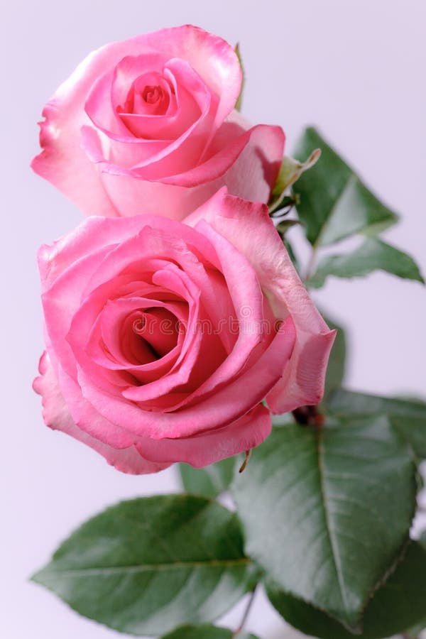 A cor-de-rosa levantou-se imagem de stock. Imagem de pétalas - 17223117