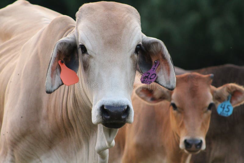 Duas Vacas Fotos De Stock - Baixe 2,019 Fotos Royalty Free