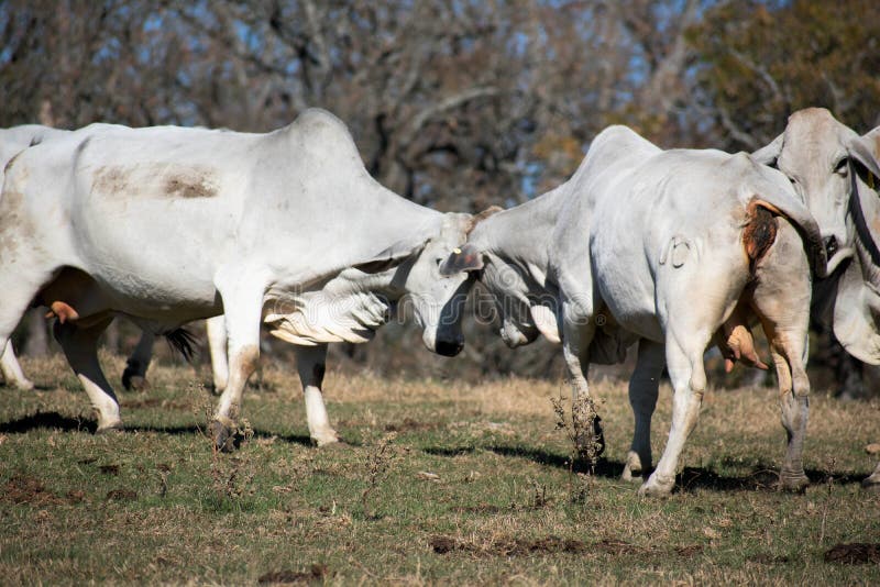 Gado Do Brahman Duas Vacas Na Exploração Agrícola Foto de Stock ...
