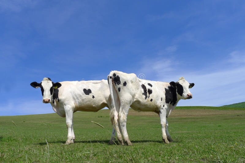 Vaca Suja Vista Por Detrás, Estrume Em úbere E Pernas, Olhando Para O ...