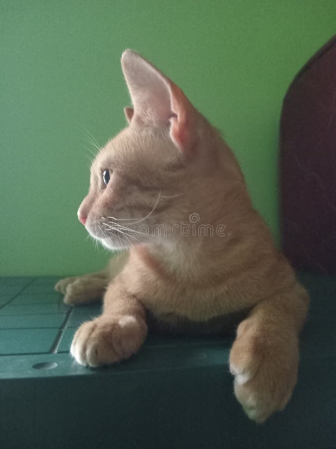 Duba Its Orange Cat from Indonesia Stock Image - Image of indonesia ...
