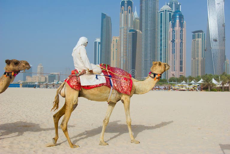 Dubai Camel on the Town Scape Stock Image - Image of blue, dubai: 24514731