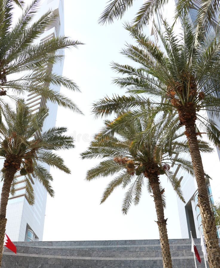 Dubai Emirates Tower View Behind Trees Stock Photo - Image of view ...