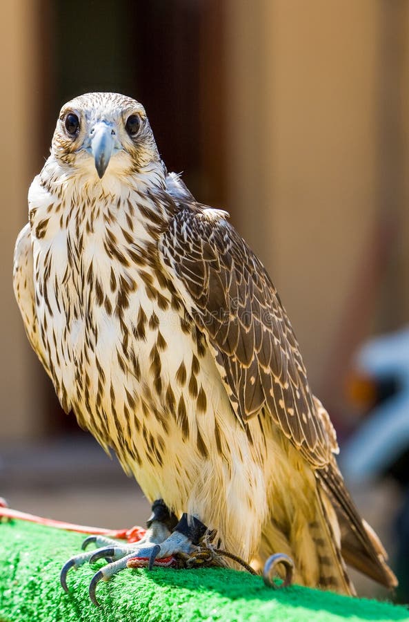 Folcon Stock Photos - Free & Royalty-Free Stock Photos from Dreamstime