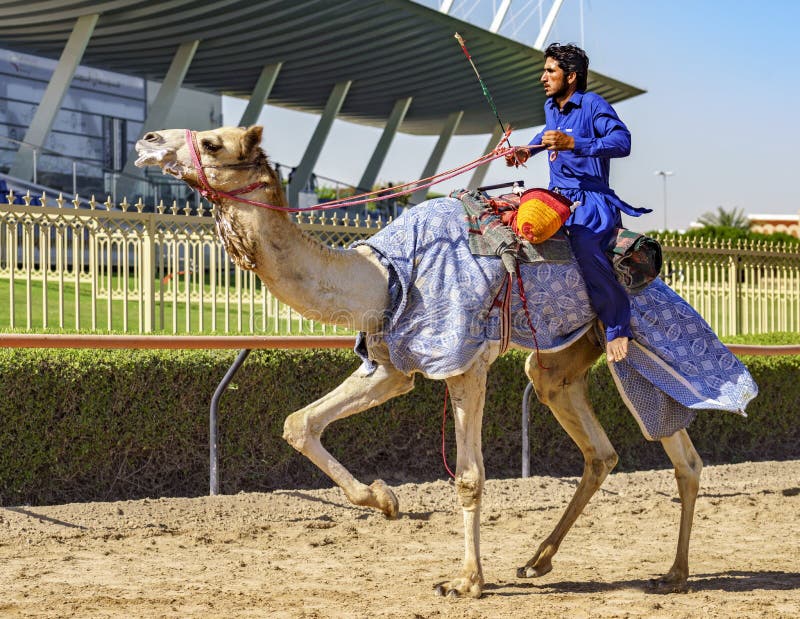 Camel Training stock image. Image of birds, proud, shamag - 4330145