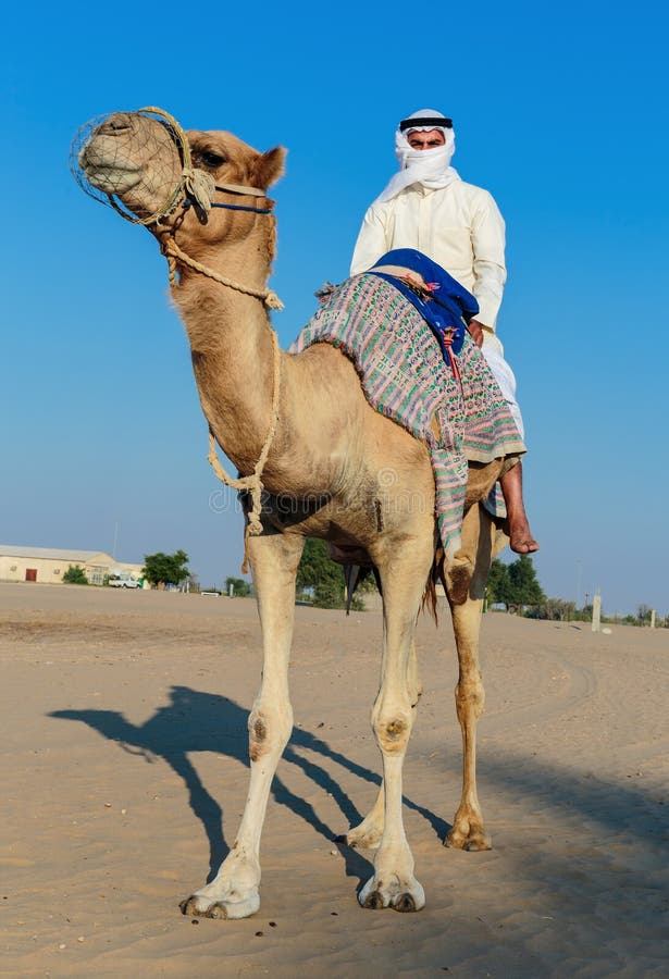 Arab Man Riding A Camel In The Desert Editorial Stock Photo - Image of ...