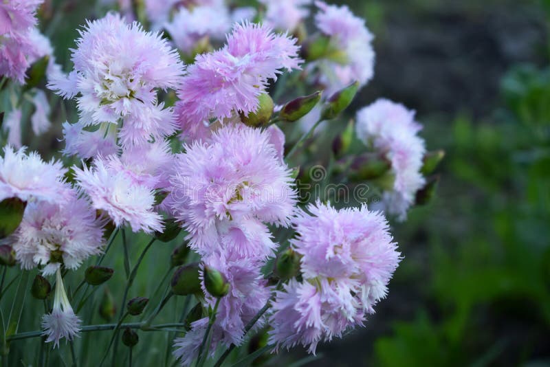 Dubbel rosa nejlika royaltyfria foton