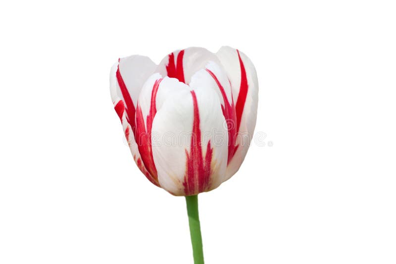 Dubbele Gekleurde Rood-witte Tulp Stock Foto - Image of bloemist, nave ...