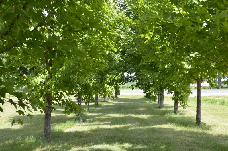 Dubbele Rij Van Mooie Bomen Stock Foto - Image of landschap, zonnig ...
