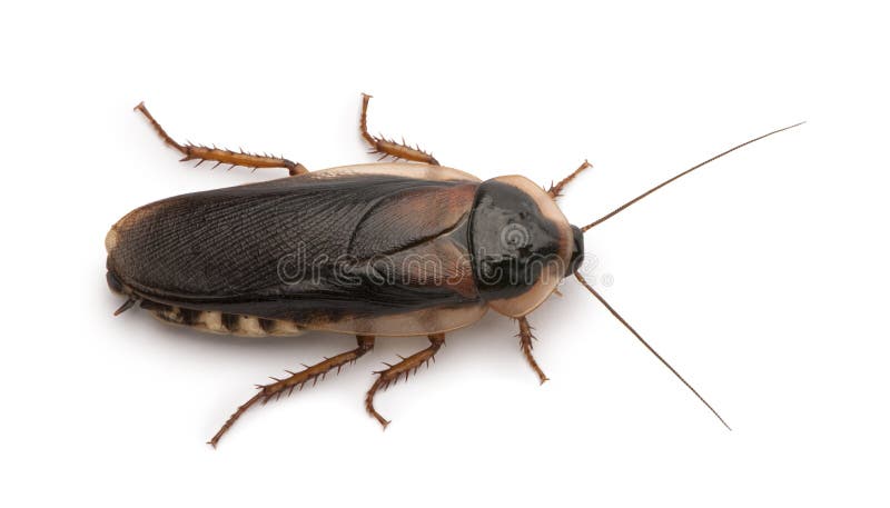 Cockroach side-view stock image. Image of cockroach, reflection - 7585017