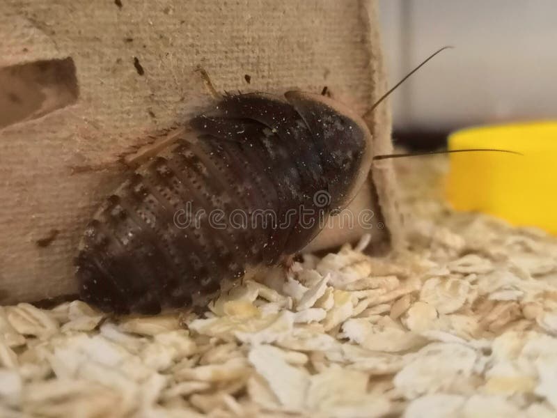 Dubia roach close-up stock image. Image of dubia, indoors - 134724941