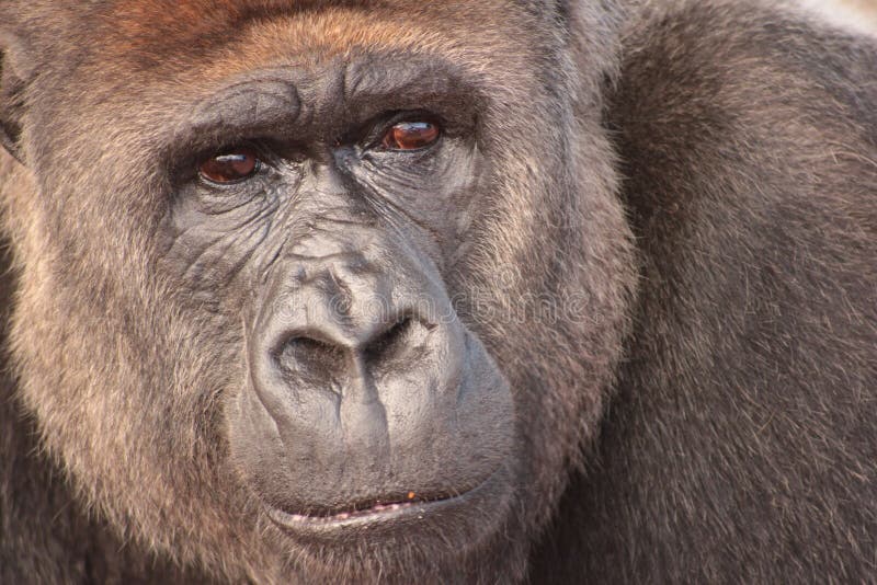 The dubious monkey of Rome stock photo. Image of italy - 124483128