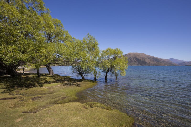 Dublin Bay, lac Wanaka, NZ photo stock. Image du compartiment - 74514960