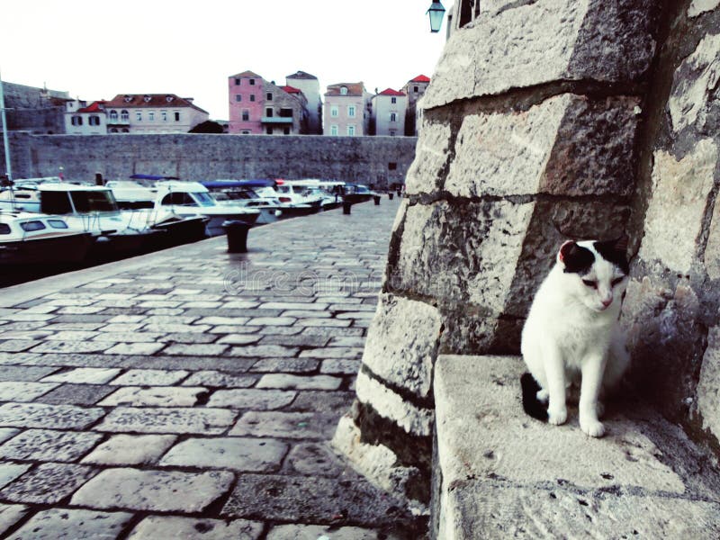 Cats and sea stock photo. Image of mediterranean, details - 100486334